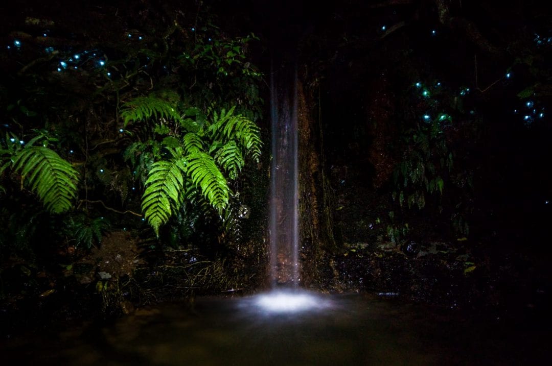 Experiences | Pūkaha Wildlife Centre