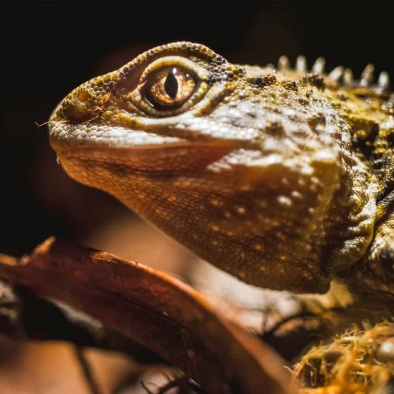 Meet the Wildlife | Pūkaha Wildlife Centre