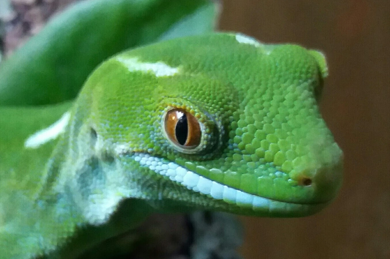 What’s In Your Garden | Pūkaha Wildlife Centre