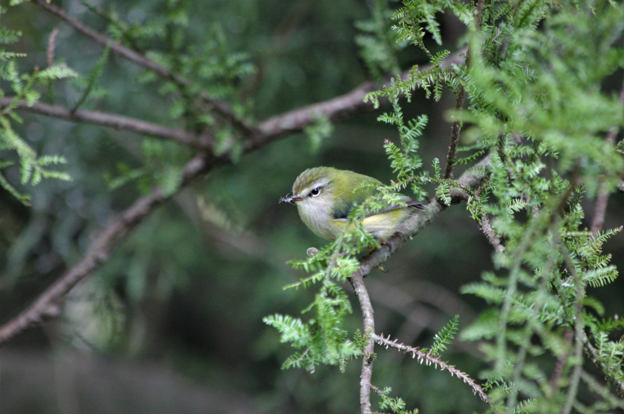What’s In Your Garden | Pūkaha Wildlife Centre