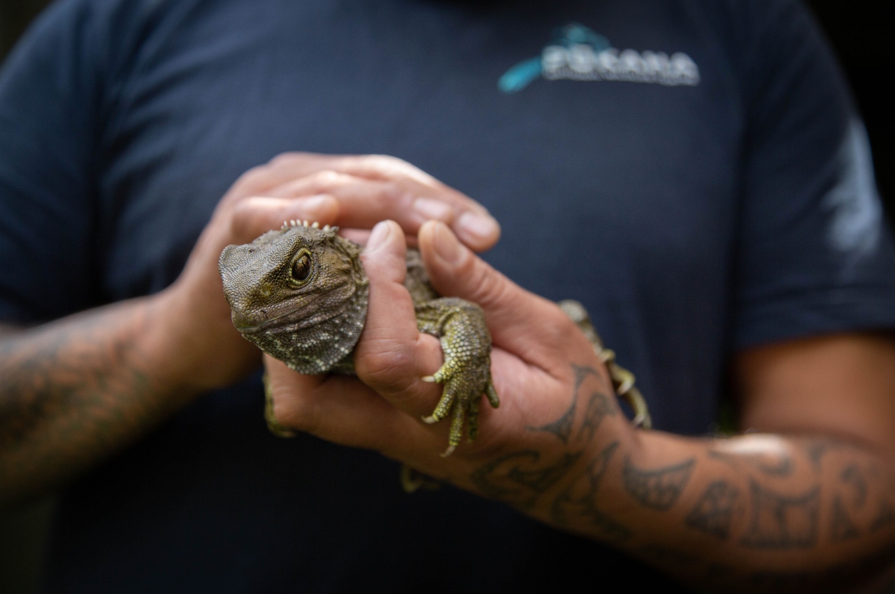 Our Oldest Inhabitants | Pūkaha Wildlife Centre