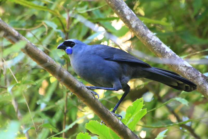 Counting Wild Kōkako | Pūkaha Wildlife Centre